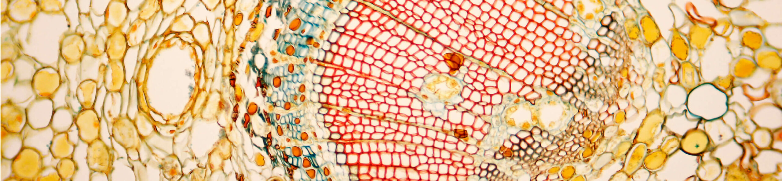 Store - The Ultimate Renewable™